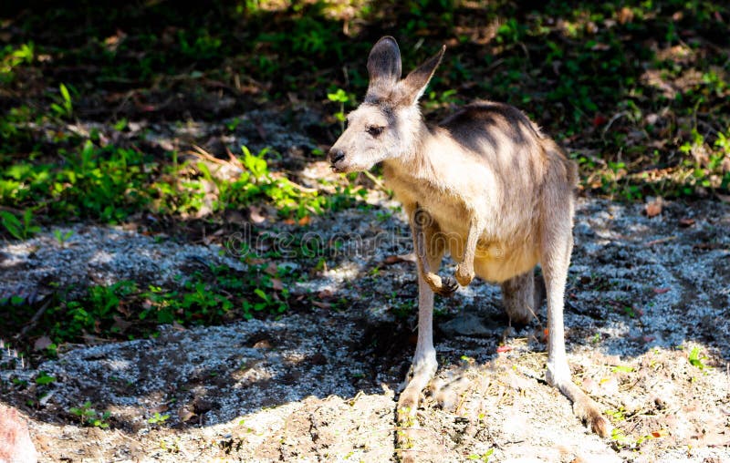 Canguru foto editorial. Imagem de olhar, grama, conto - 98061646