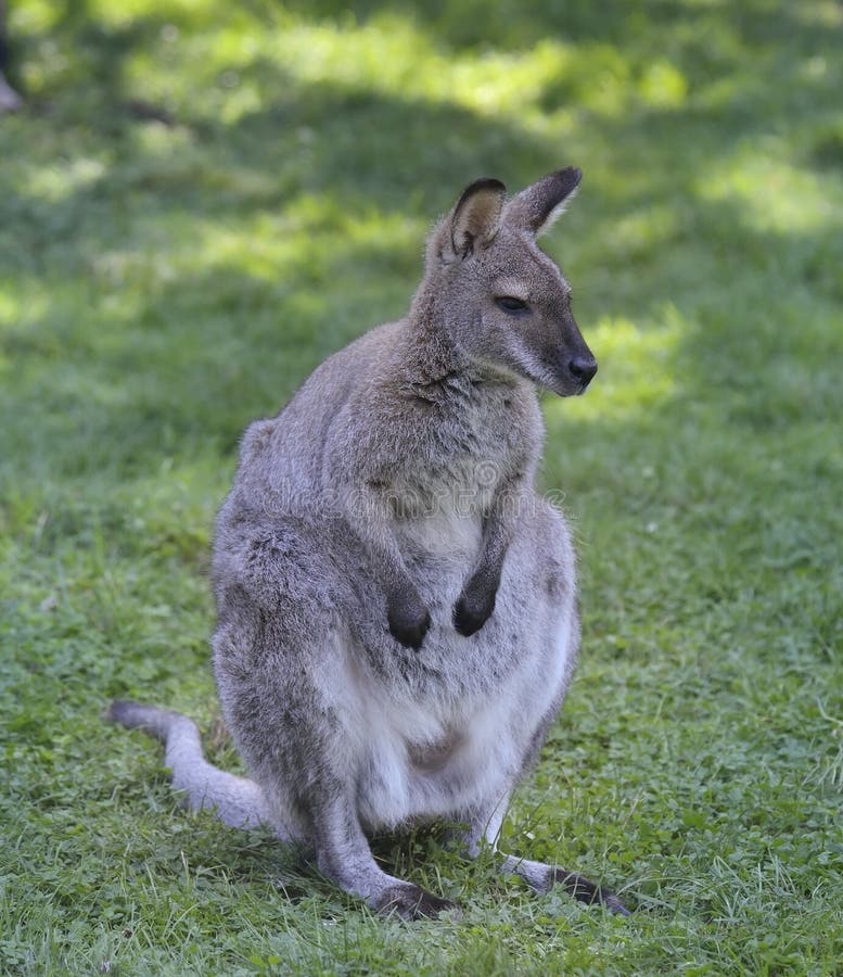 Canguru cinzento foto de stock. Imagem de wallaby, pequeno - 26318226