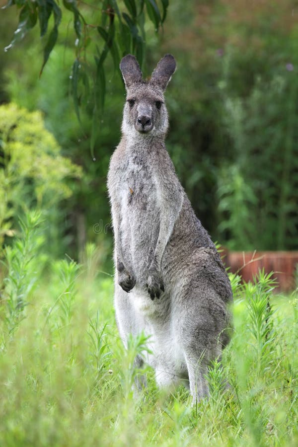 Canguru-cinzento-oriental (Macropus Giganteus) Imagem de Stock - Imagem ...