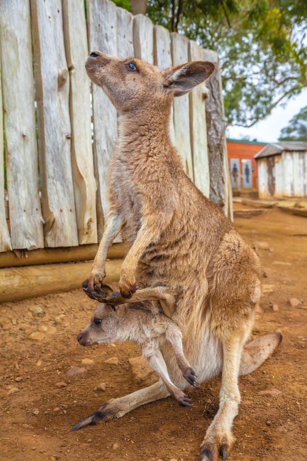 Canguru Vermelho Com Um Bebê Em Seu Bolso Foto de Stock - Imagem de ...