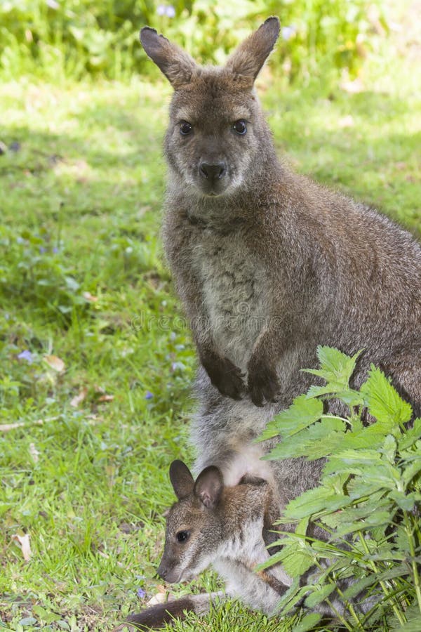 Filhote Do Canguru Fotos De Stock - Baixe 40 Fotos Royalty Free