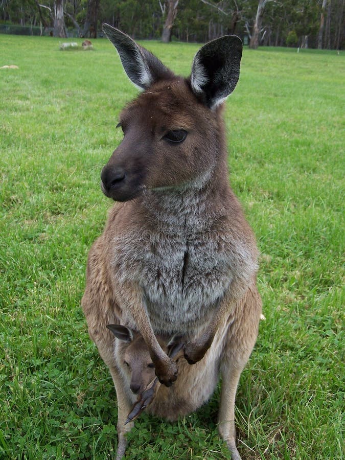 Canguru com filhote foto de stock. Imagem de fauna, wildlife - 691316