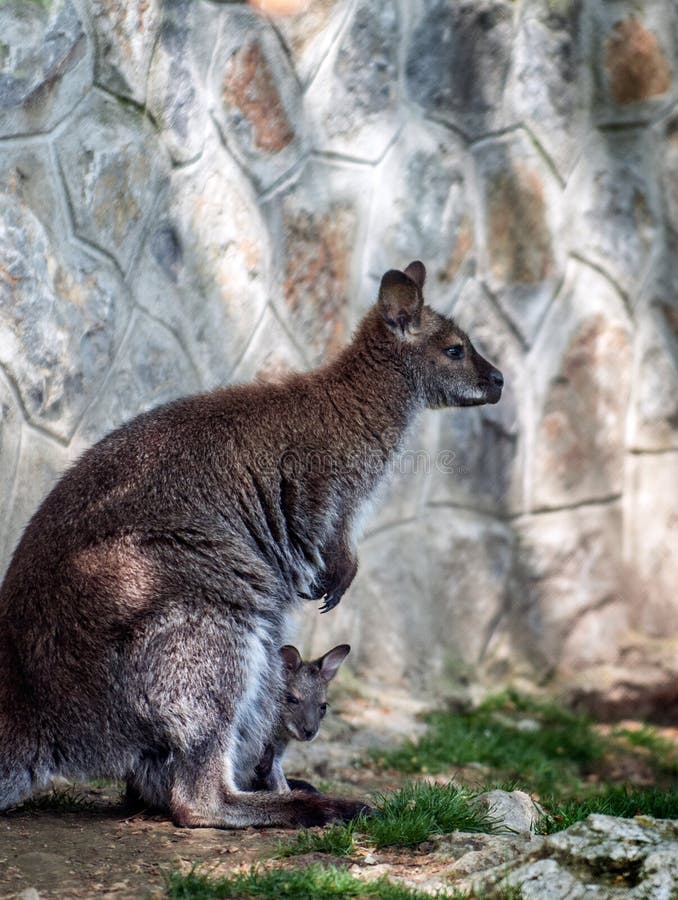 Filhote Do Canguru Fotos De Stock - Baixe 40 Fotos Royalty Free