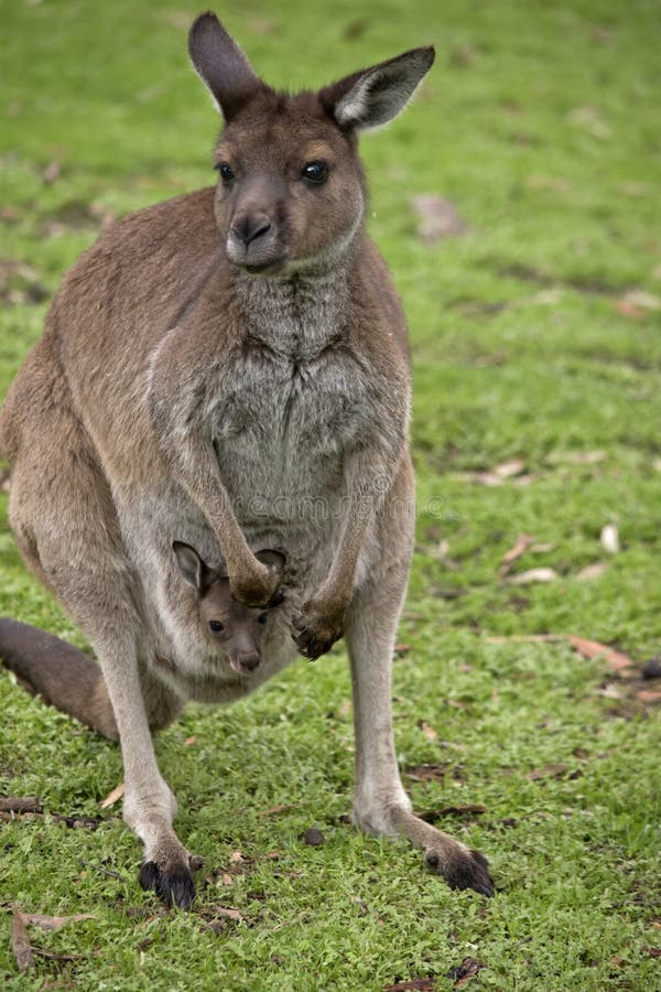Canguru Da Canguru-ilha Com Joey Foto de Stock - Imagem de lado, olhos ...