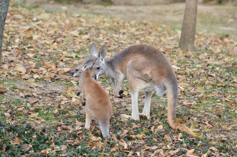 Canguru da mãe e do bebê imagem de stock. Imagem de alegria - 36503363