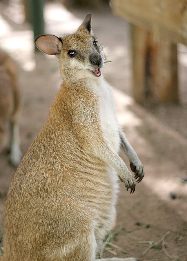Canguru de sorriso imagem de stock. Imagem de pelaria - 9147575