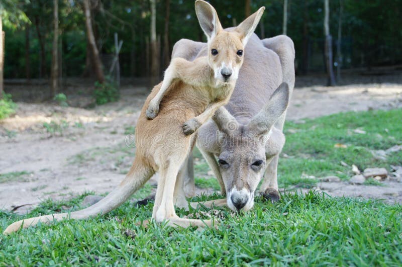 Bebé Canguru E a Sua Mãe No Jardim Zoológico Imagem de Stock - Imagem ...