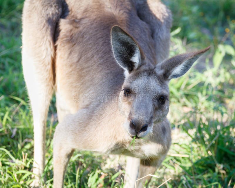 Canguru Vermelho Que Come a Grama No Campo Foto de Stock - Imagem de ...