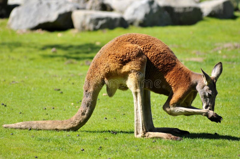 Canguru vermelho na grama imagem de stock. Imagem de orelha - 11204879