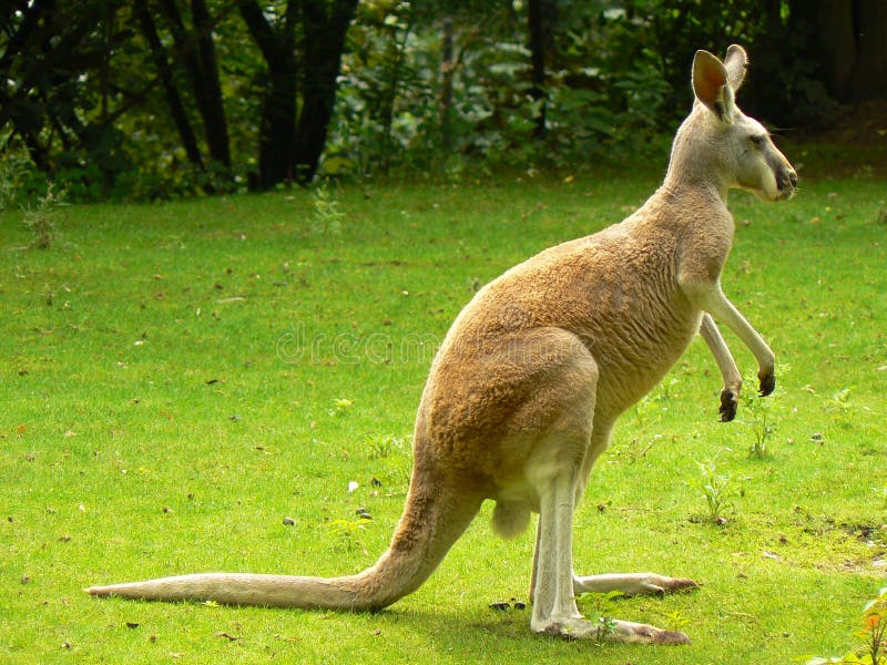 Canguru Vermelho (rufus Do Macropus) Imagem de Stock - Imagem de around ...