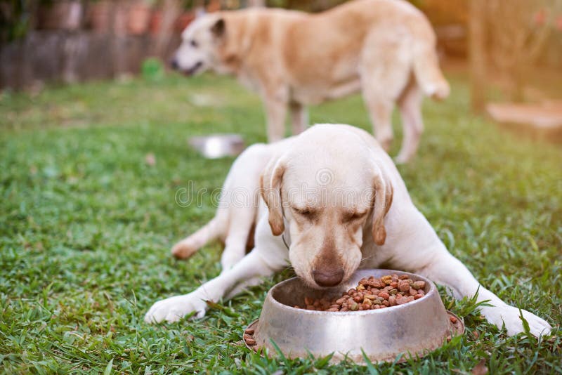Cani Che Mangiano in Giardino Immagine Stock - Immagine di alimento ...