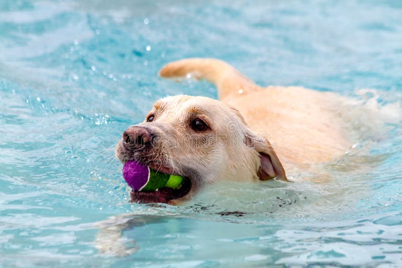 Cani Che Nuotano Nella Piscina Pubblica Fotografia Stock - Immagine di ...