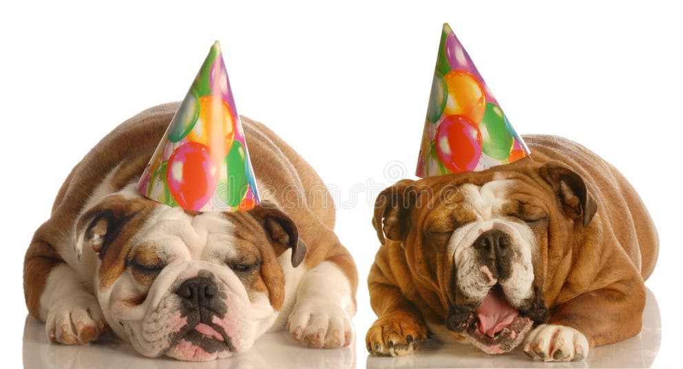 Cani Di Protesta Di Compleanno Fotografia Stock - Immagine di scheda ...