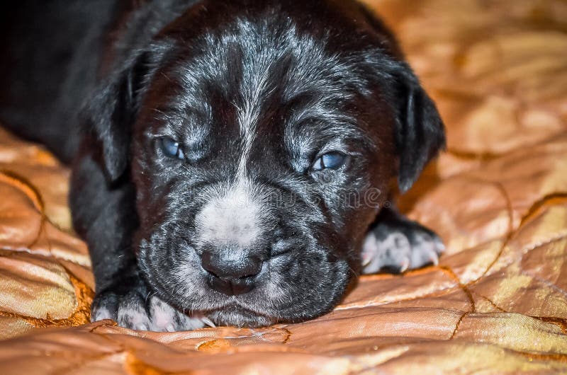 Grande Cane Nero Cane Corso Nella Passeggiata Di Inverno Nella Neve ...