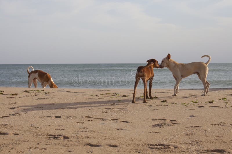 Cani Randagi Su Una Spiaggia Fotografia Stock - Immagine di mammifero ...