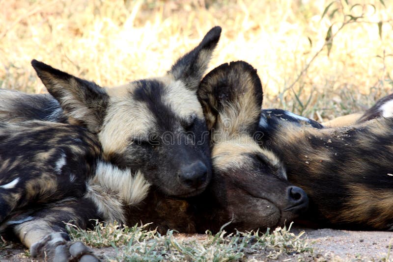 Cani Selvaggi in Soouth Africa Immagine Stock - Immagine di natura ...