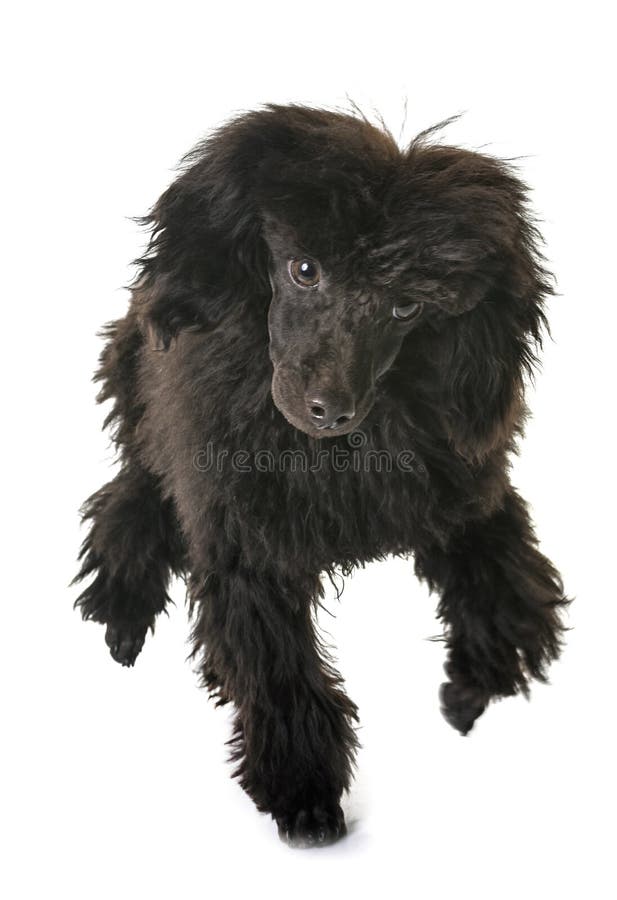 Caniche brun de chiot image stock. Image du fond, carniche - 110284383