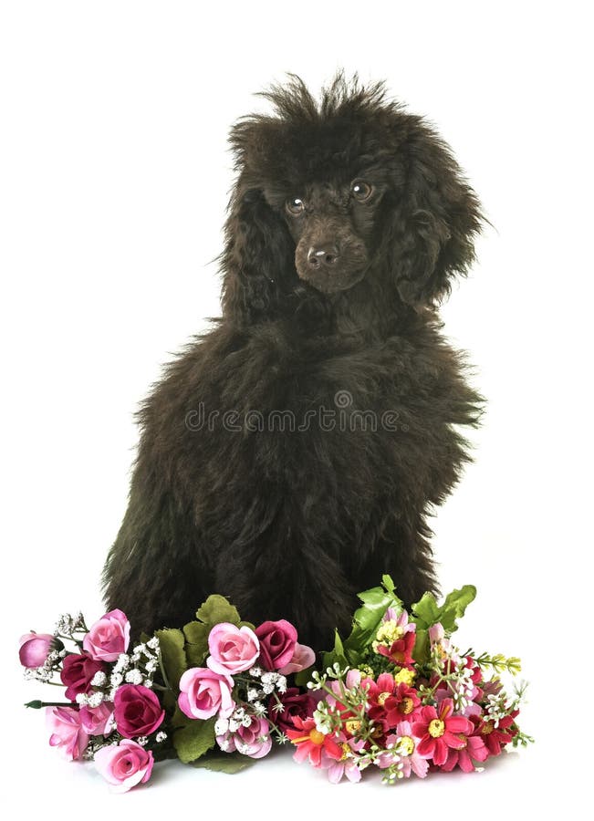 Caniche brun de chiot photo stock. Image du studio, crabot - 73208880