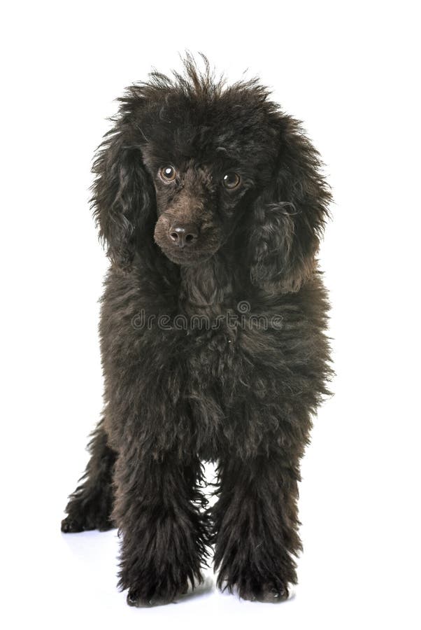 Caniche brun de chiot image stock. Image du jouet, fond - 73208371