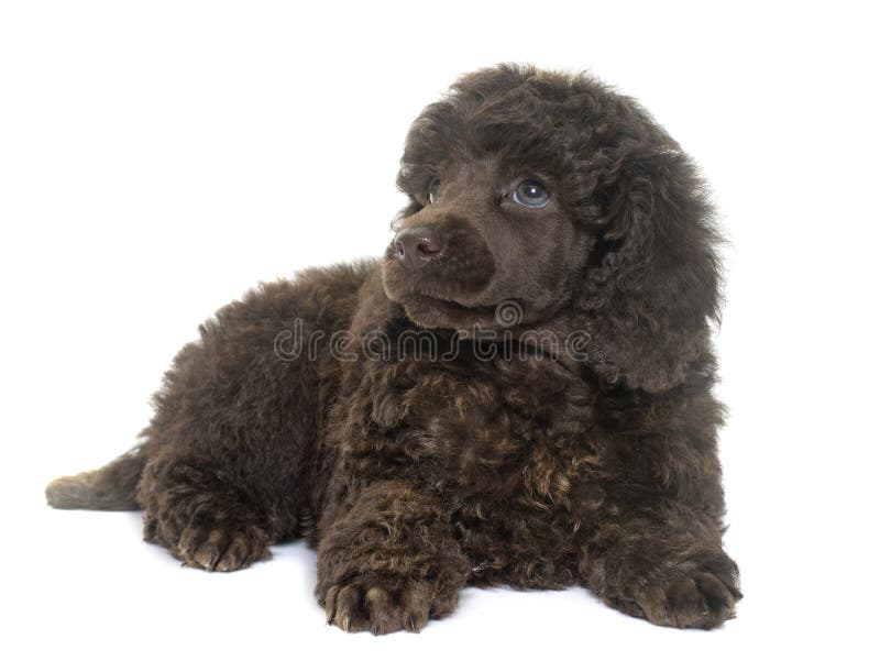 Caniche brun de chiot photo stock. Image du studio, crabot - 73208880