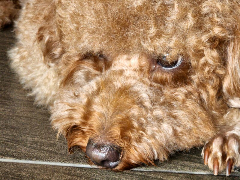 Caniche brun image stock. Image du mammifère, maltais - 255659985