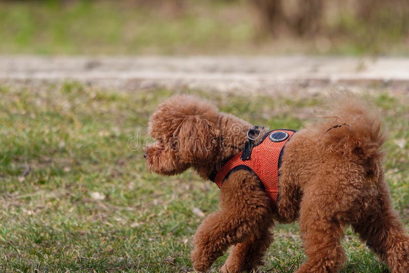 Caniche Brun Mignon Marchant Sur Un Champ. Image stock - Image du ...