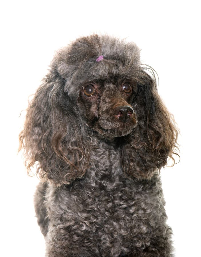 Caniche en studio image stock. Image du fond, brun, purebred - 261537551