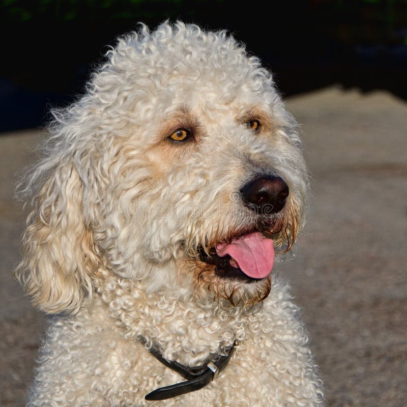 Caniche gigante blanco foto de archivo. Imagen de exterior - 36216218