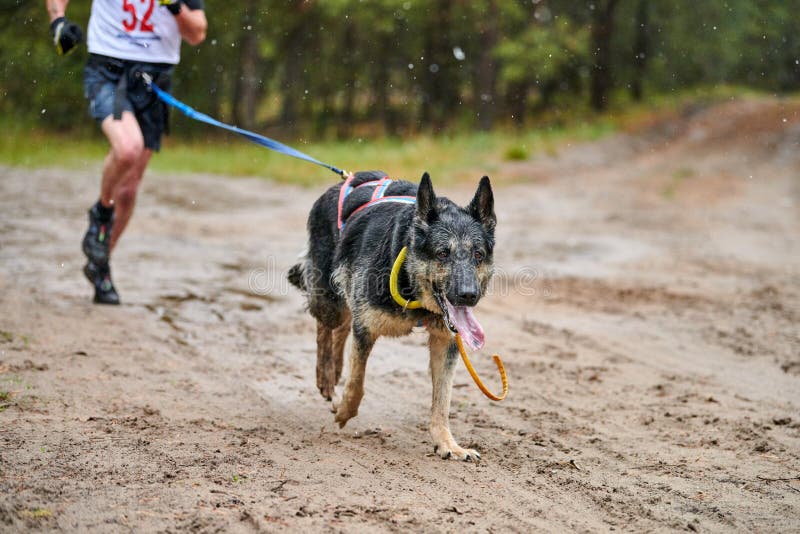 Canicross dog mushing race stock photo. Image of happy - 178884662