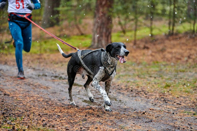 Canicross dog mushing race stock image. Image of canine - 172098065