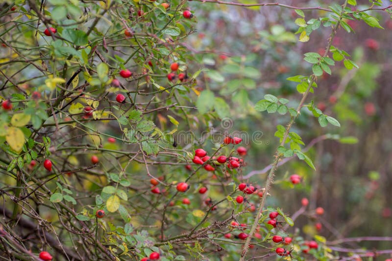 Canina Di Rosa, Primo Piano Delle Bacche Della Rosa Canina Immagine ...