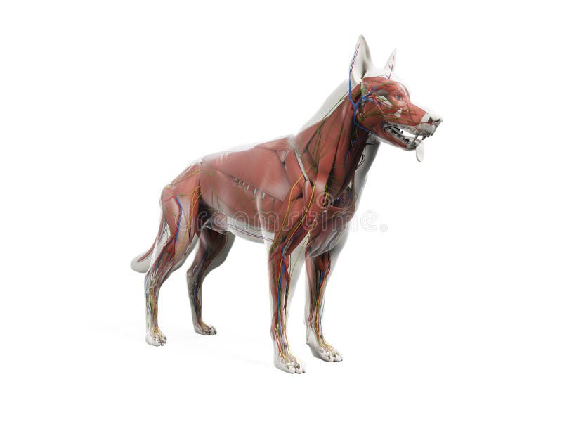 The canine anatomy stock illustration. Illustration of animal - 157609675