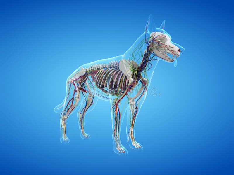 The canine anatomy stock illustration. Illustration of scientific ...