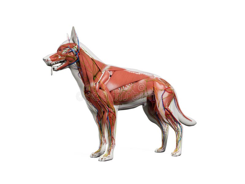 Muscular Anatomy Dog Stock Illustrations – 73 Muscular Anatomy Dog ...