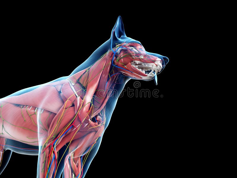 The canine anatomy stock illustration. Illustration of mammal - 157610177
