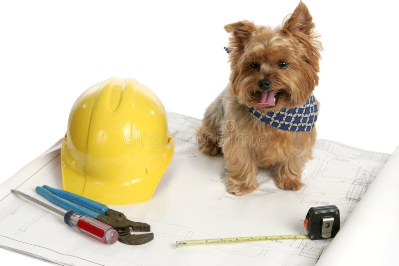 Handyman dog stock photo. Image of joke, craftsman, craft - 27754560