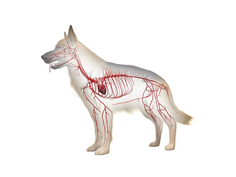 The canine arteries stock illustration. Illustration of cardio - 157609941