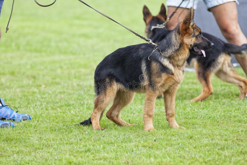 Canine contest. stock photo. Image of defense, authority - 97983112