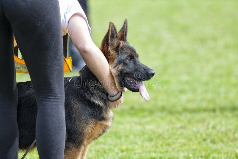 Canine contest. stock image. Image of animals, women - 97983187