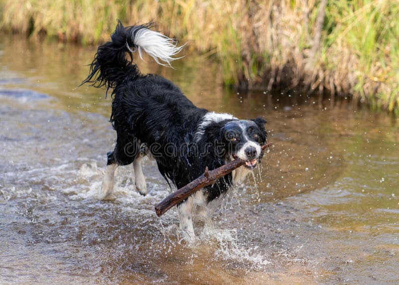 Dog Playing with a Stick in a River, with Grass in the Background Stock ...
