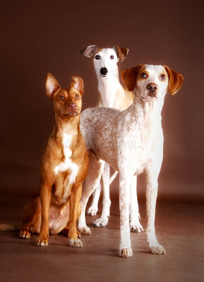 Canine friends stock photo. Image of shaggy, domestic - 84252768