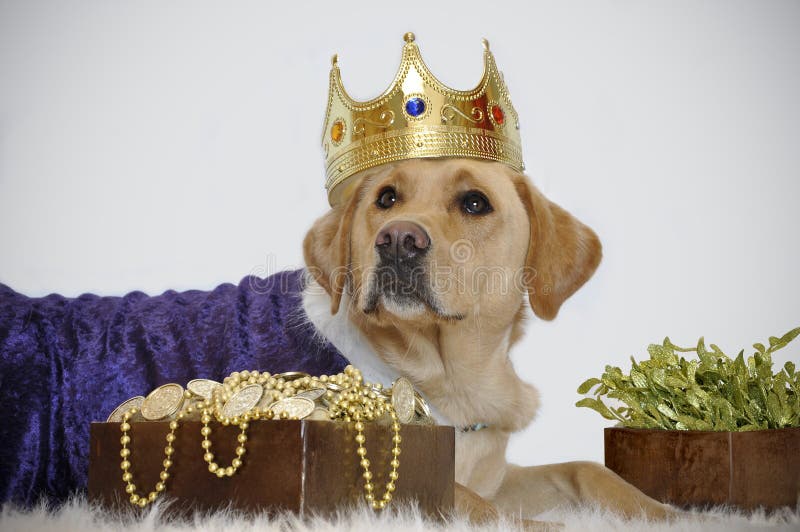 Canine gold crown stock photo. Image of fairytale, blonde - 17713314