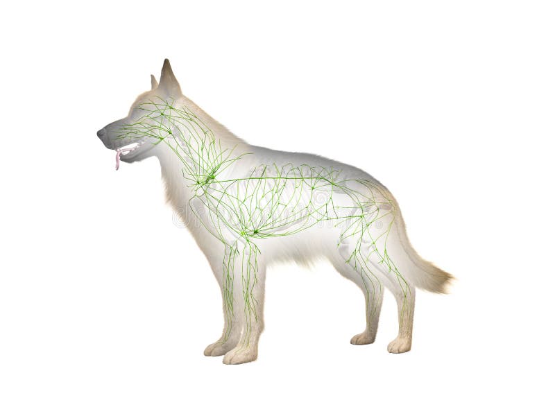 The Canine Lymphatic System Stock Illustration - Illustration of ...