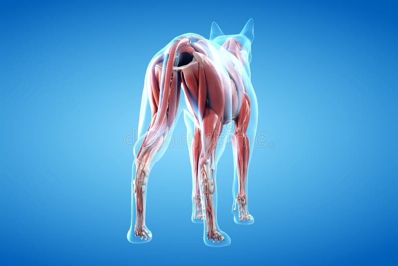 The canine muscle system stock illustration. Illustration of research ...
