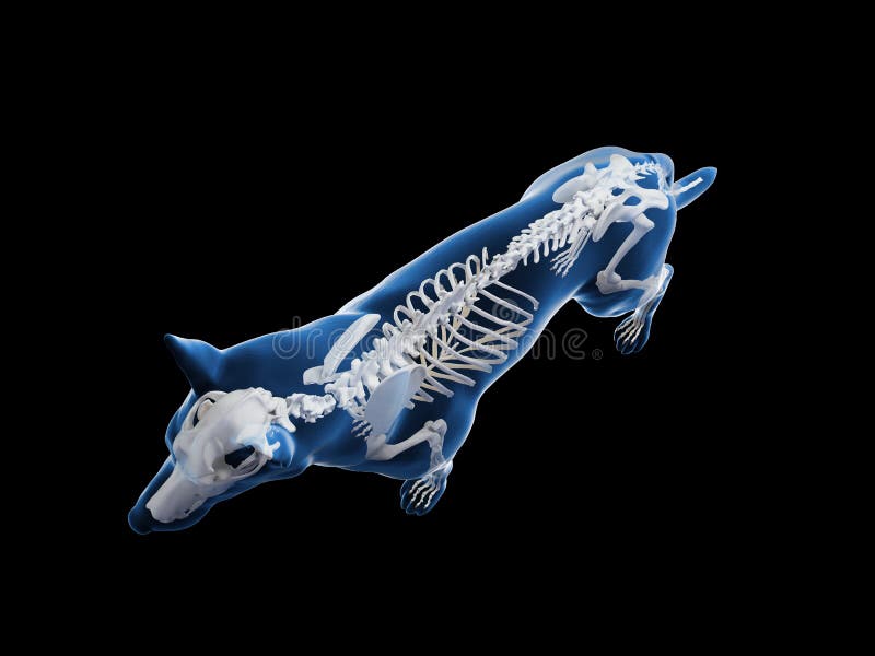 The canine skeleton stock illustration. Illustration of skeleton ...