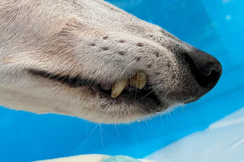 Canine Teeth. Dog Bite. Close Up on the Dog S Exposed Teeth. Stock ...