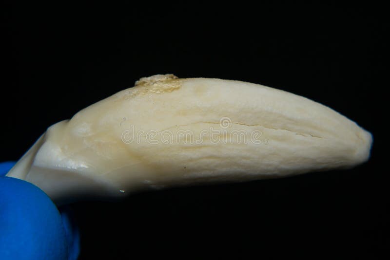 Canine Tooth of a Large Breed Dog Close-up Stock Image - Image of close ...