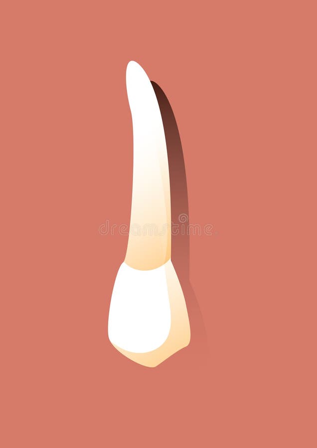 Canine Tooth. Vector Illustration Decorative Design Stock Vector ...