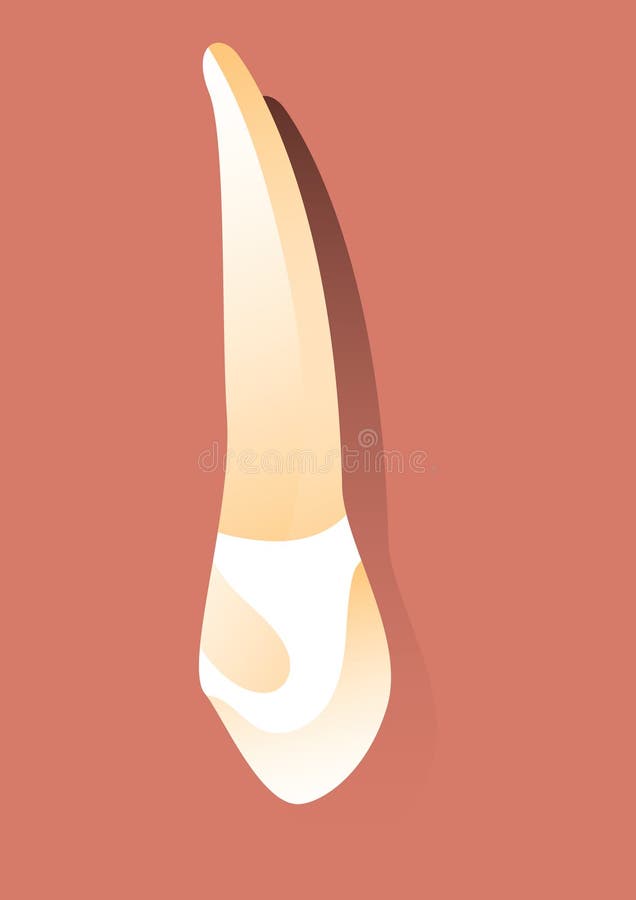 Canine Tooth Stock Illustrations – 1,121 Canine Tooth Stock ...