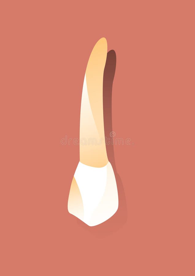 Canine Tooth Stock Illustrations – 1,121 Canine Tooth Stock ...